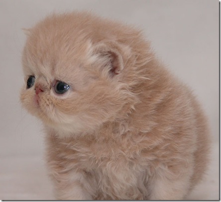 Unique: Bull Cat